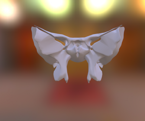 Froodrice - 3D model Whole Sphenoid bone | AnatomyTOOL
